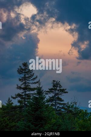 Black spruce (Picea mariana) and balsam fir (Abies balsamea) forest ...