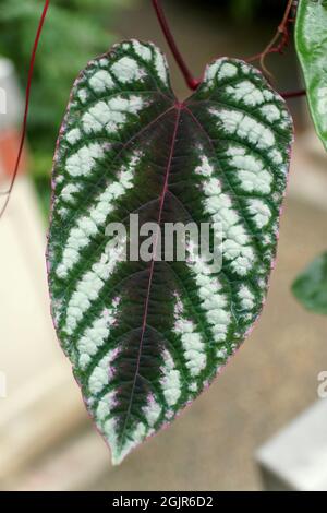 Beautiful climbing tropical plant of Cissus Discolor, also known as ...