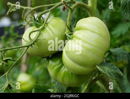 Fresh green heirloom tomatoes from a vegetable garden Stock Photo - Alamy