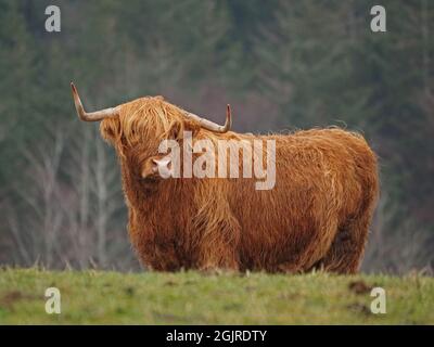 Bull Highland cow with typical shaggy ginger coat and sharp curved ...