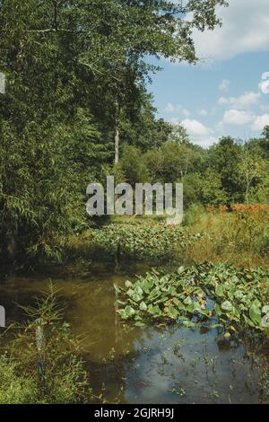 The Lake Conestee Nature Preserve and Recreational Park is a favorite ...