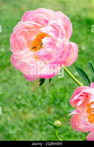 Beautiful pink peony flowers on gray stone table with copy space for ...