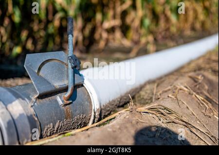 Furrow irrigation of a grain corn field. Siphon tubes transfer water ...