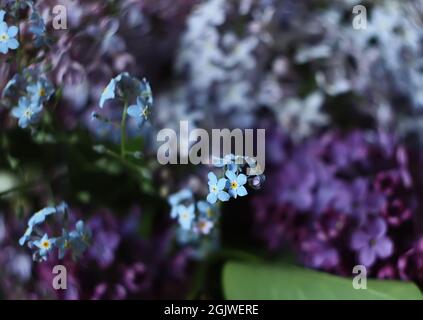 Lillac purple fragrant flowers in the summer park Stock Photo - Alamy