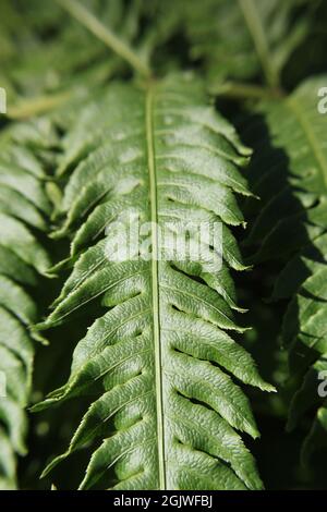Supple summer green ferns growing in the sunny summer meadow Stock ...