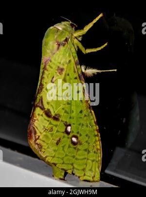 Brown moth resting on a white background, a marble counter top Stock ...