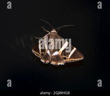 Australian brown moth with white markings on wings.Folded wings. Black ...