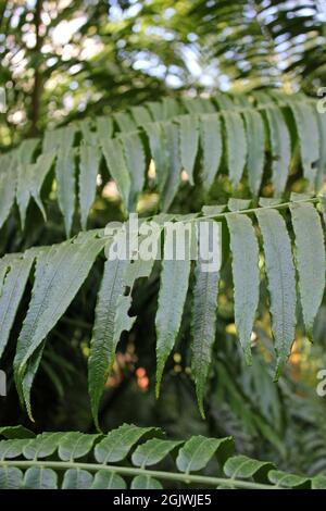 Supple summer green ferns growing in the sunny summer meadow Stock ...