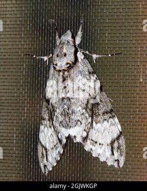 Australian Privet Hawk Moth, Psilogramma menephron, Sphingidae ...