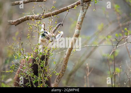 Chamois (Rupicapra rupicapra) eats leaves on a bush in the forest Stock ...