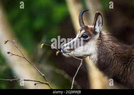 Chamois (Rupicapra rupicapra) eats leaves on a bush in the forest Stock ...