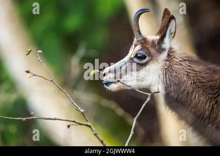 Chamois (Rupicapra rupicapra) eats leaves on a bush in the forest Stock ...