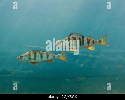 European perch swimming in clear water Stock Photo - Alamy