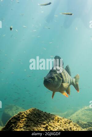 Freediver and big perch Stock Photo - Alamy