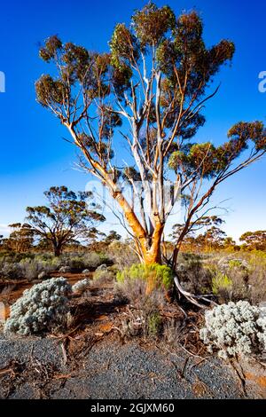 Western Australian Gimlet (Eucalyptus Salubris) trees forming a tunnel ...