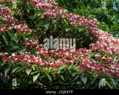 Serried ranks of late summer flowers of the harlequin glorybower tree ...
