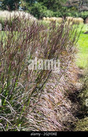 Panicum virgatum 'Ruby ribbons' switchgrass Stock Photo - Alamy