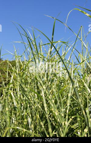 Miscanthus sinensis 'Zebrinus' zebra grass Stock Photo - Alamy