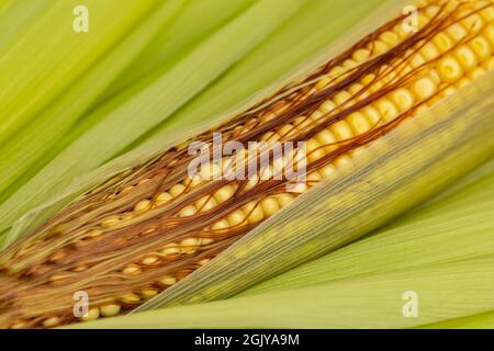 Corn ear with incomplete kernel set. Grain fill, growth stage and crop ...