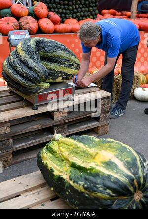 giant courgette zucchini Stock Photo - Alamy