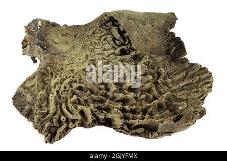 natural sponge from Philippines isolated on white background Stock ...