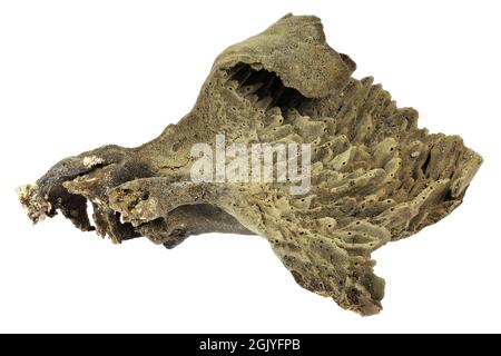 natural sponge from Philippines isolated on white background Stock ...