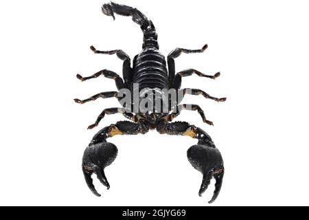 Asian blue forest scorpion (Heterometrus cyaneus) from Java, indonesia ...