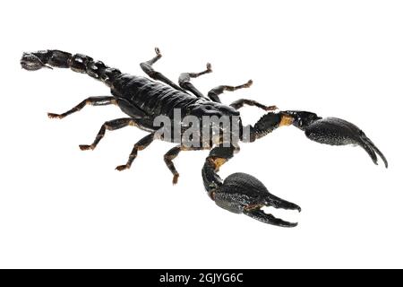 Asian blue forest scorpion (Heterometrus cyaneus) from Java, indonesia ...