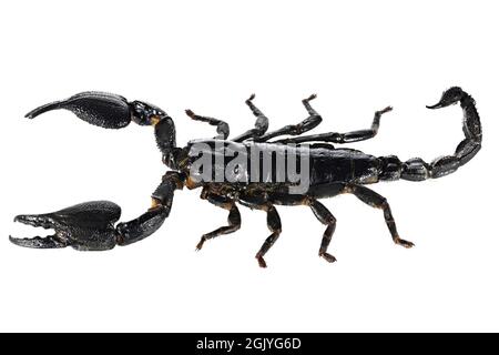 Asian blue forest scorpion (Heterometrus cyaneus) from Java, indonesia ...