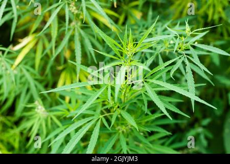 Fresh agricultural hemp grows in the countryside Stock Photo - Alamy