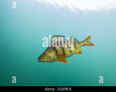 Big perch swimming in clear water Stock Photo - Alamy