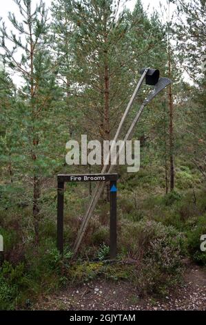Fire brooms in Rothiemurchus Forest, Cairngorms, Scottish Highlands ...
