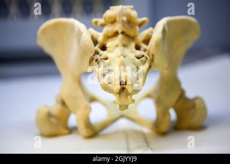 3D reconstruction from patient images, 3D printed pelvis Stock Photo ...