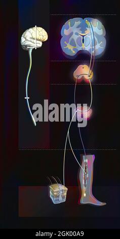 Sensorimotor loop: control of the brain to motor reactions Stock Photo ...