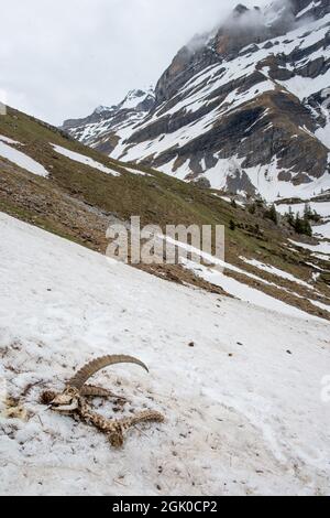 Alpine ibex (Capra ibex), skeleton of a male in the snow after winter ...