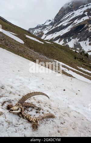 Alpine ibex (Capra ibex), skeleton of a male in the snow after winter ...