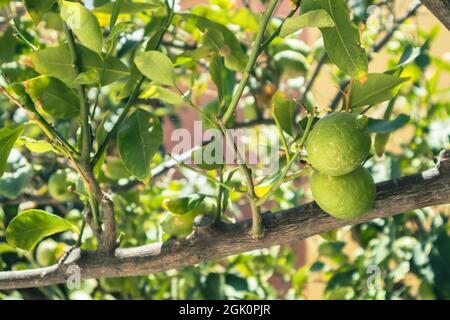 A low angle of a bunch of big green lemon on the tree on a sunny day ...