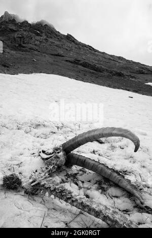 Alpine ibex (Capra ibex), skeleton of a male in the snow after winter ...