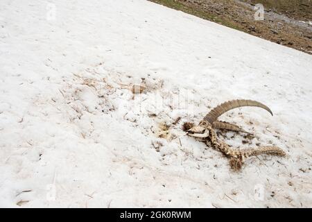 Alpine ibex (Capra ibex), skeleton of a male in the snow after winter ...