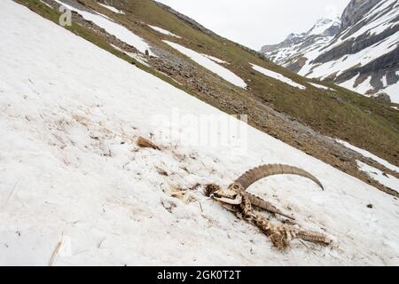 Alpine ibex (Capra ibex), skeleton of a male in the snow after winter ...