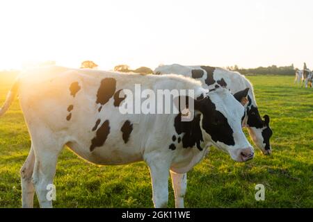 Black and white breton Pie Noire cow grazing in a field in Brittany ...