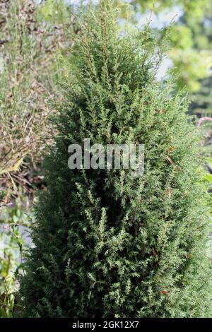 common juniper (Juniperus communis), Plantae, Fergus, Montana, United ...