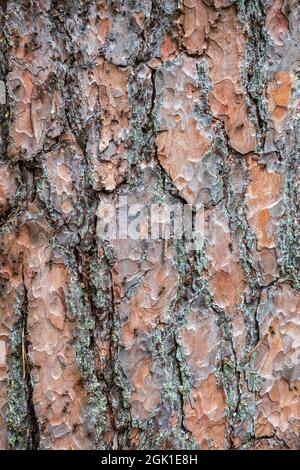 background, texture - bumpy brown bark of an old tree Stock Photo - Alamy