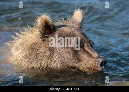 Alaskan brown bear wading in Mikfik Creek in McNeil River State Game ...