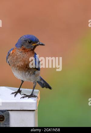 Closeup shot of a cute Eastern bluebird perched on a pine tree holding ...