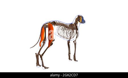 Biceps Femoris muscle Dog muscle Anatomy For Medical Concept 3D ...