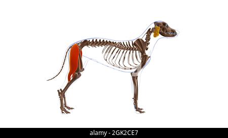 Biceps Femoris muscle Dog muscle Anatomy For Medical Concept 3D ...