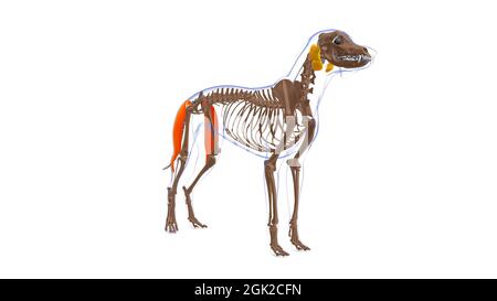 Biceps Femoris muscle Dog muscle Anatomy For Medical Concept 3D ...
