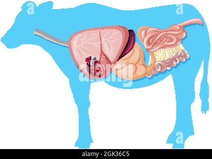 Internal anatomy of cow with organs illustration Stock Vector Image ...