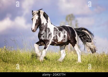 Galineers Cob. Piebald stallion galloping on a pasture. Germany Stock ...